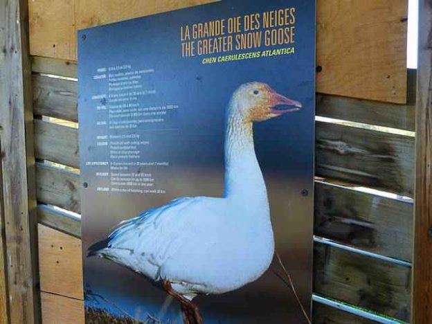 スノーグースの大群で有名なケベックの癒しの公園 Cap Tourmente National Wildlife Area - Petite ...