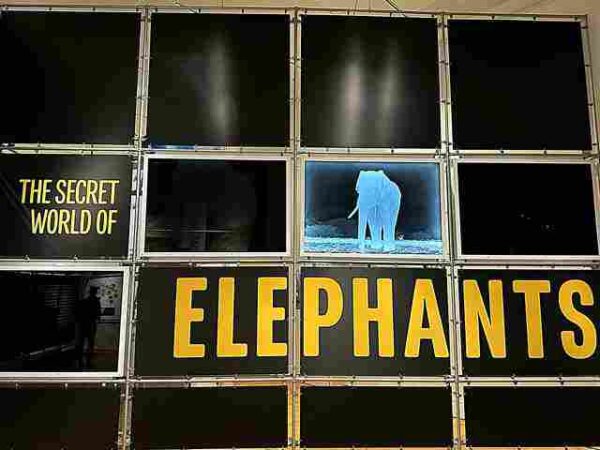 ゾウの秘密の世界 アメリカ自然史博物館の新特別展 The Secret World of Elephants - Petite New York