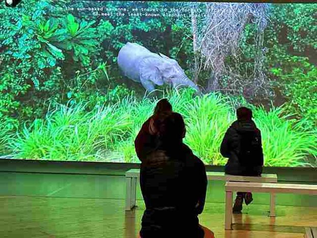 ゾウの秘密の世界 アメリカ自然史博物館の新特別展 The Secret World of Elephants - Petite New York