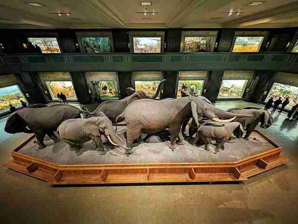 ゾウの秘密の世界 アメリカ自然史博物館の新特別展 The Secret World of Elephants - Petite New York