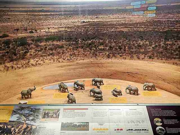 ゾウの秘密の世界 アメリカ自然史博物館の新特別展 The Secret World of Elephants - Petite New York