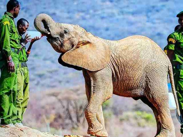 ゾウの秘密の世界 アメリカ自然史博物館の新特別展 The Secret World of Elephants - Petite New York