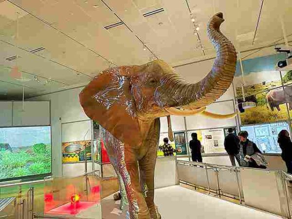 ゾウの秘密の世界 アメリカ自然史博物館の新特別展 The Secret World of Elephants - Petite New York
