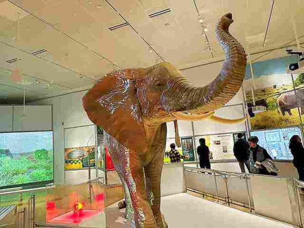 ゾウの秘密の世界 アメリカ自然史博物館の新特別展 The Secret World of Elephants - Petite New York