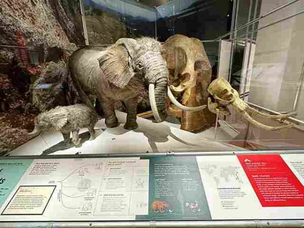 ゾウの秘密の世界 アメリカ自然史博物館の新特別展 The Secret World of Elephants - Petite New York